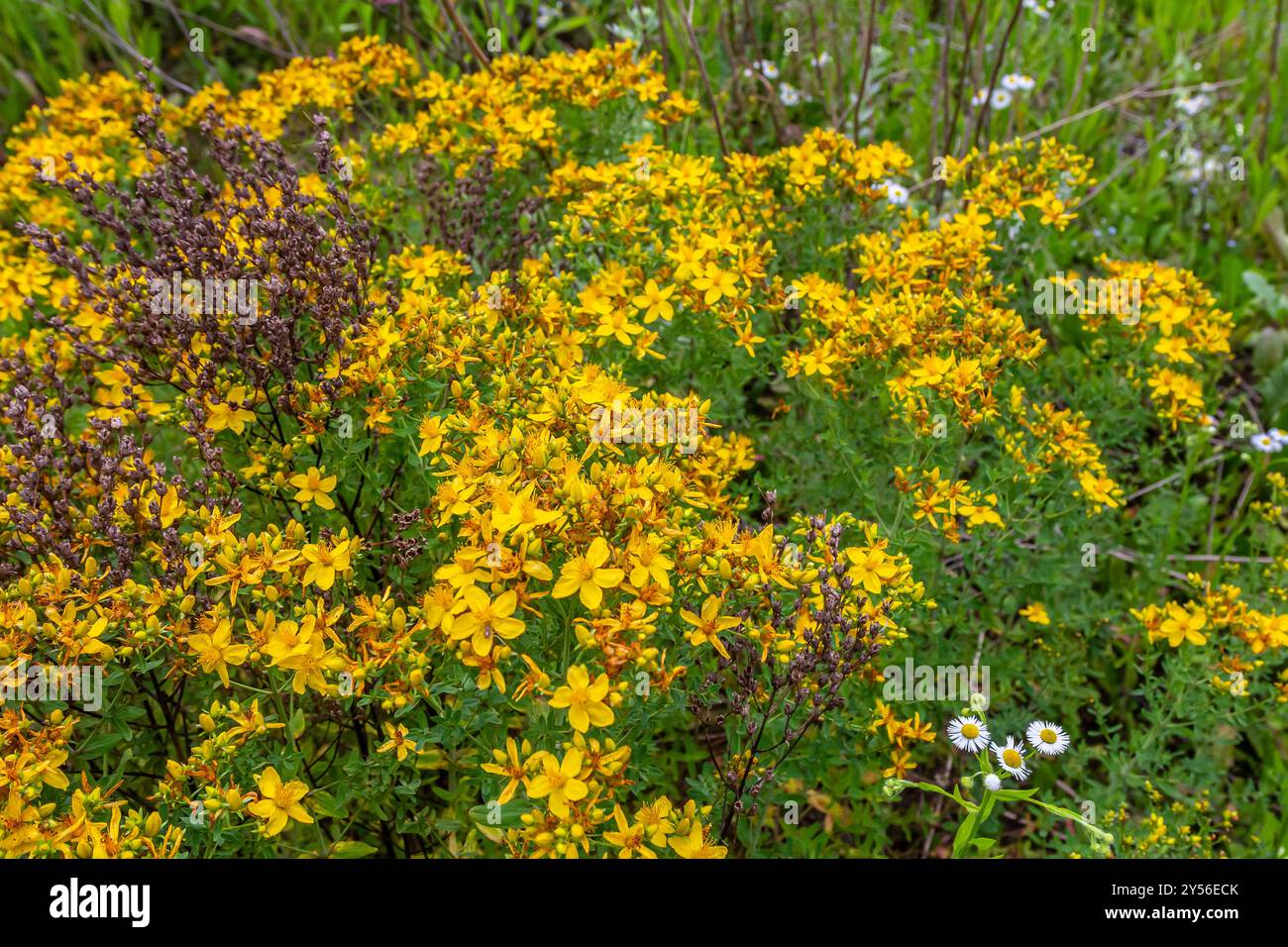 flowers of Saint Johns wort, Hypericum perforatum Stock Photo - Alamy
