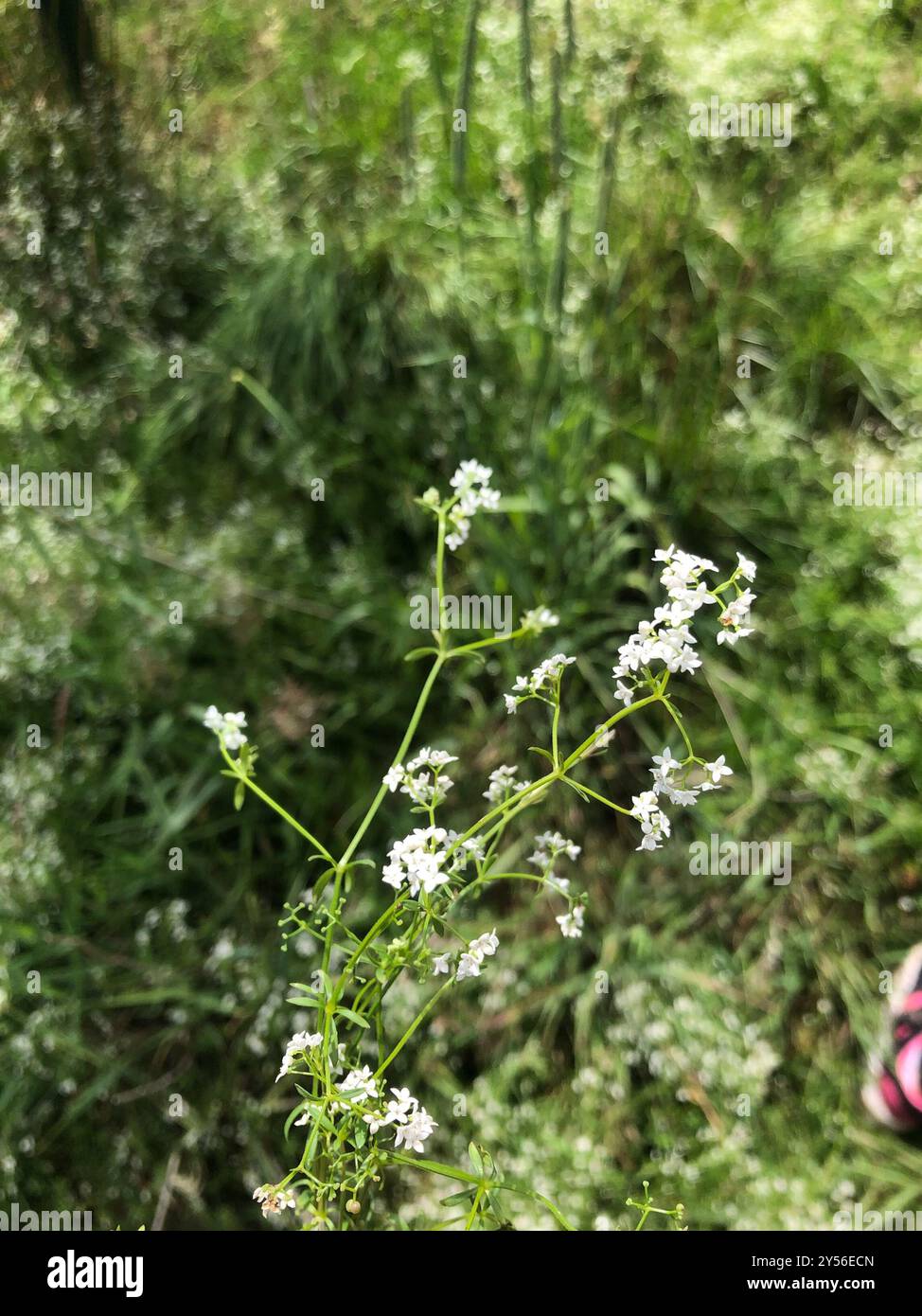 Common Marsh-bedstraw (Galium palustre) Plantae Stock Photo - Alamy