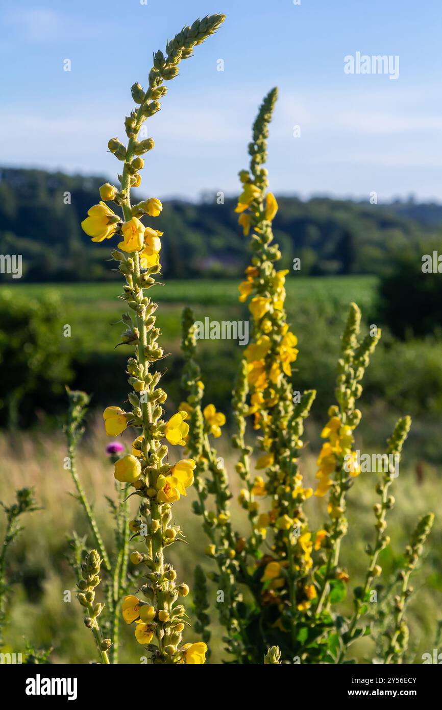 Common mullein - pale yellow flowers of verbascum nigrum plant, used as ...