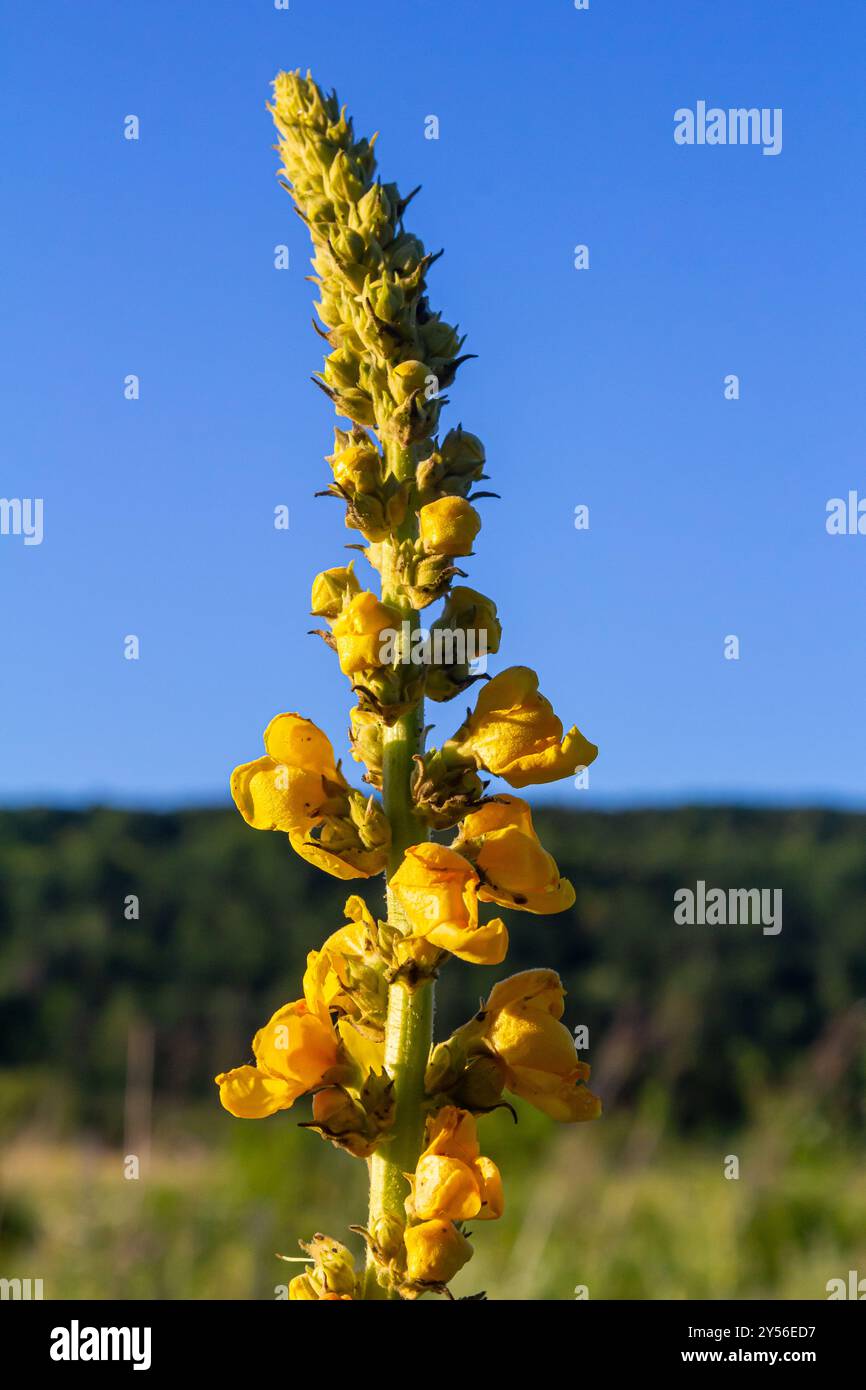 Common mullein - pale yellow flowers of verbascum nigrum plant, used as ...