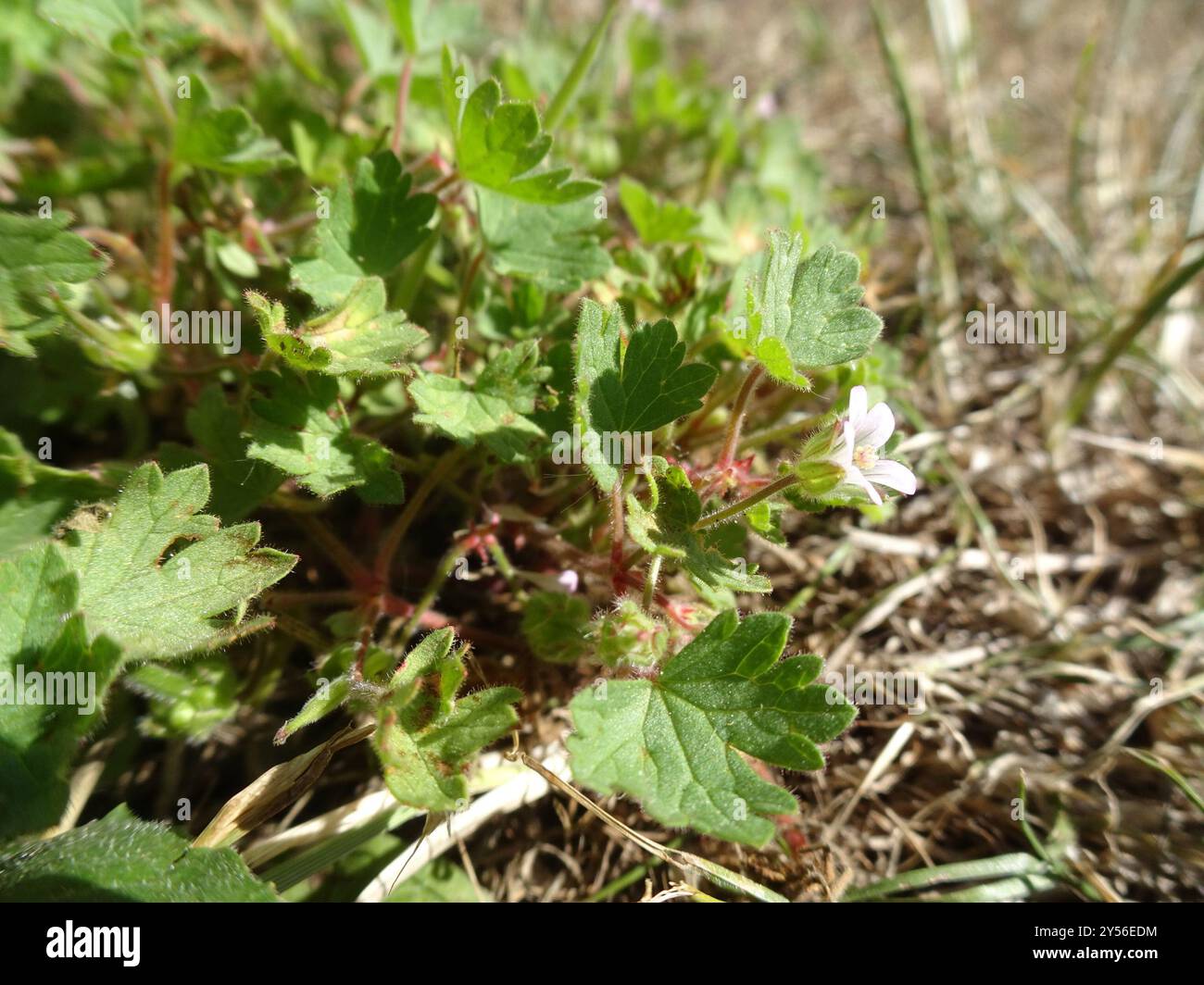 Round-leaved Crane's-bill (Geranium rotundifolium) Plantae Stock Photo ...