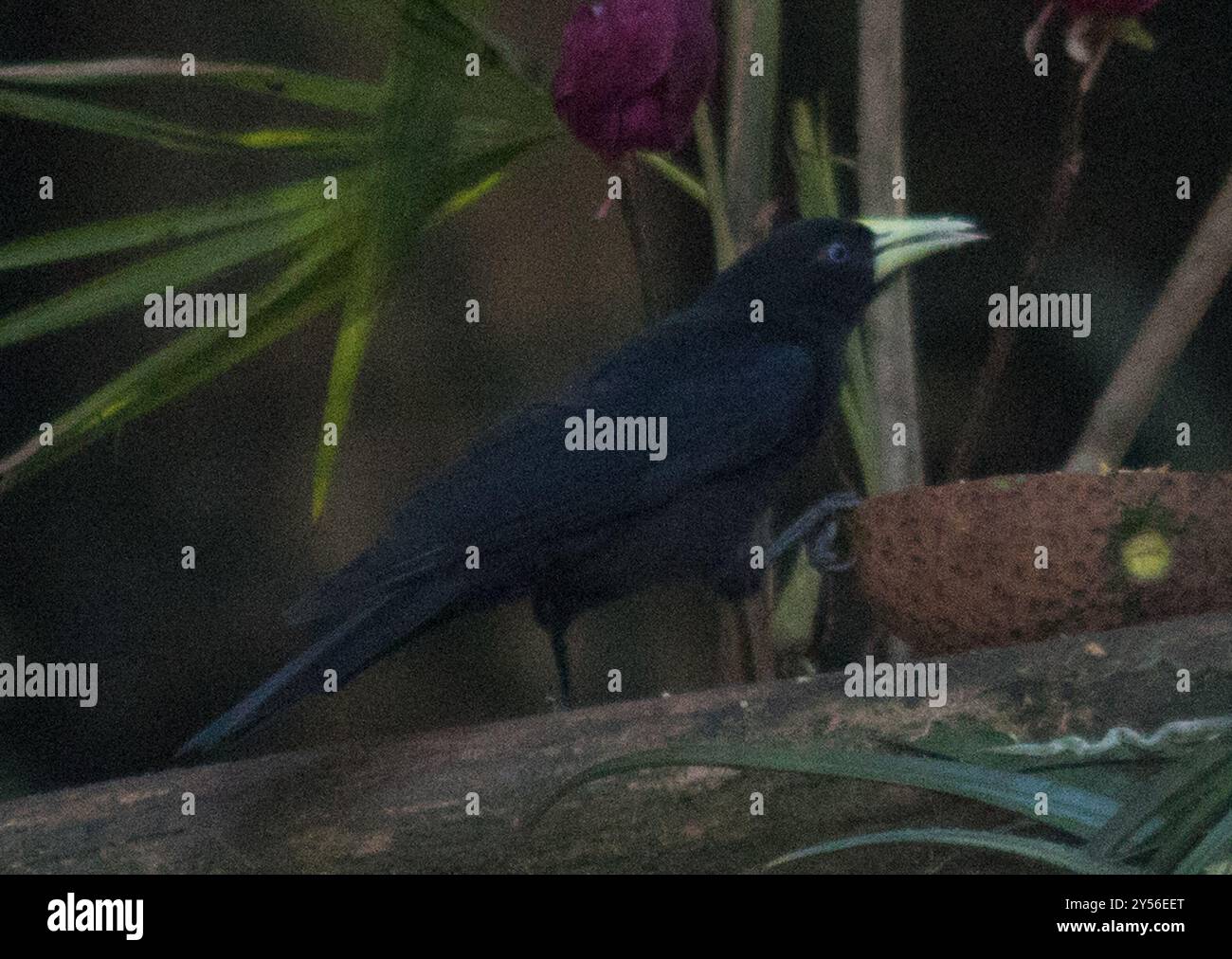 Red-rumped Cacique (Cacicus haemorrhous) Aves Stock Photo - Alamy