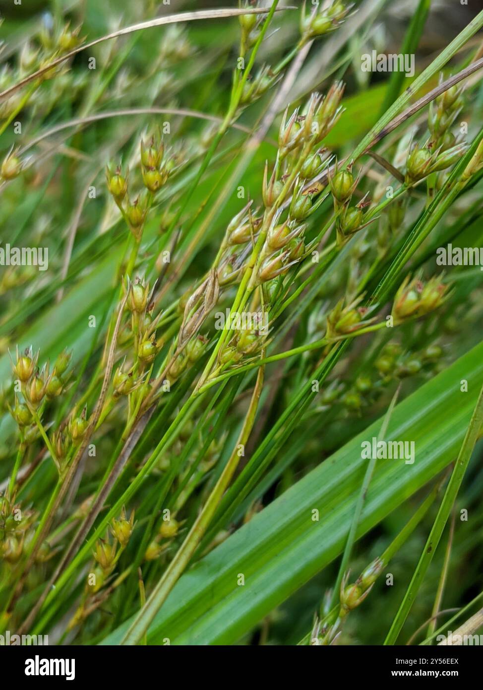 Slender Path Rush (Juncus tenuis) Plantae Stock Photo - Alamy