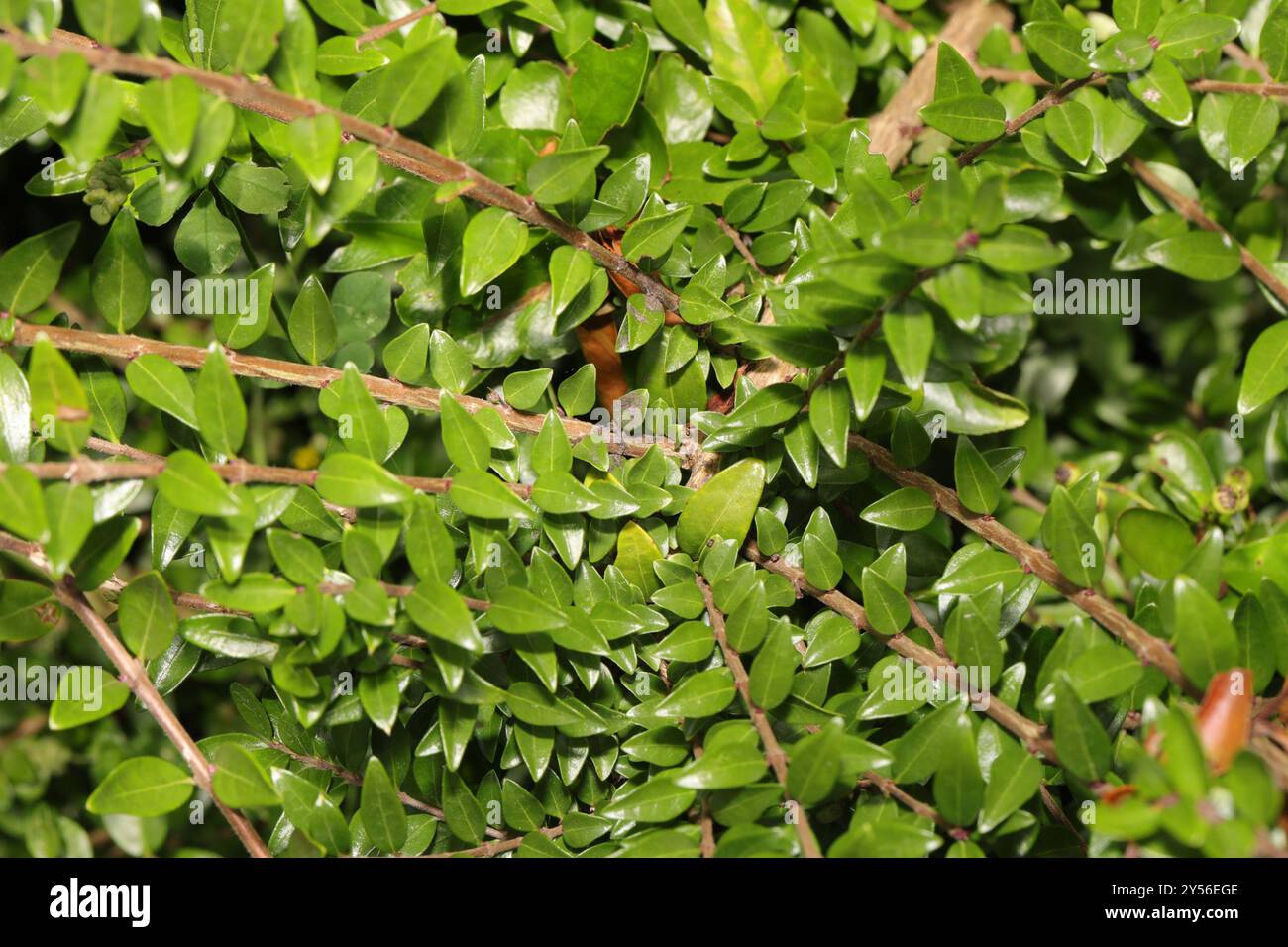 Boxleaf Honeysuckle (Lonicera ligustrina) Plantae Stock Photo - Alamy