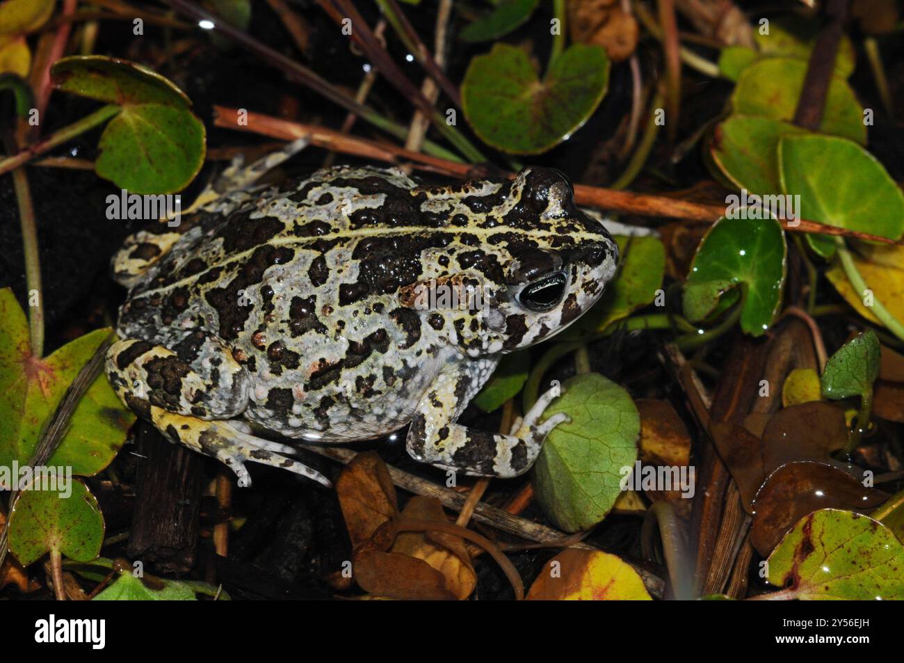 Sand Toad (Vandijkophrynus angusticeps) Amphibia Stock Photo - Alamy