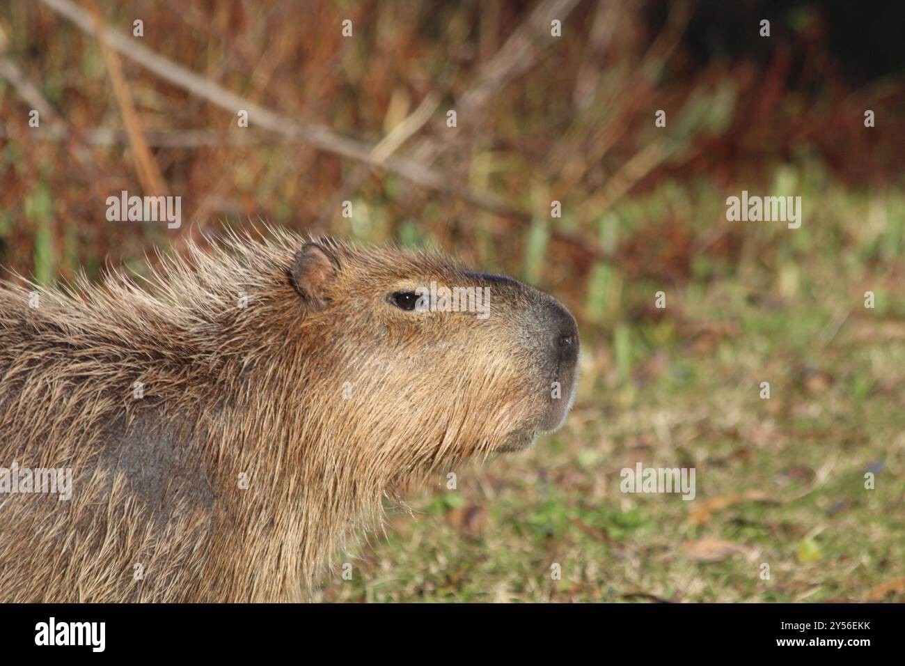 Capybara (Hydrochoerus hydrochaeris) Mammalia Stock Photo - Alamy