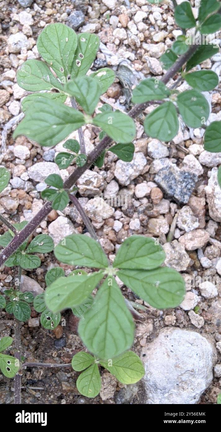 Asian spiderflower (Cleome viscosa) Plantae Stock Photo - Alamy