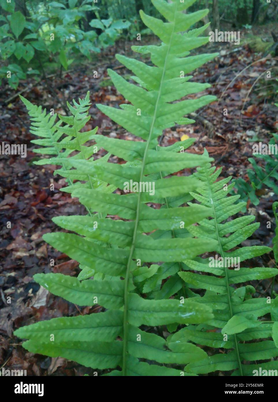 polypody ferns (Polypodium) Plantae Stock Photo - Alamy