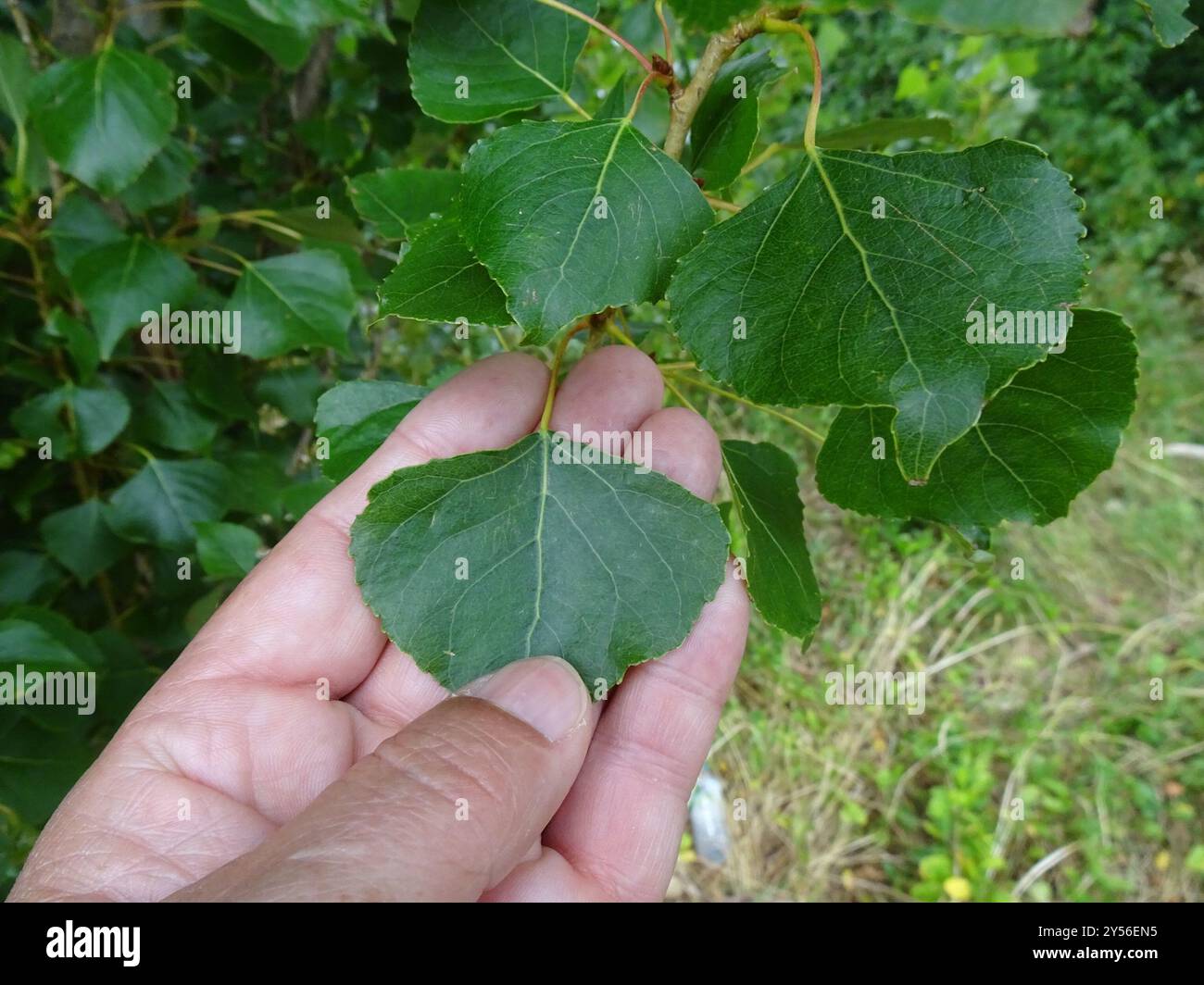 Hybrid Black-poplar (Populus × canadensis) Plantae Stock Photo - Alamy