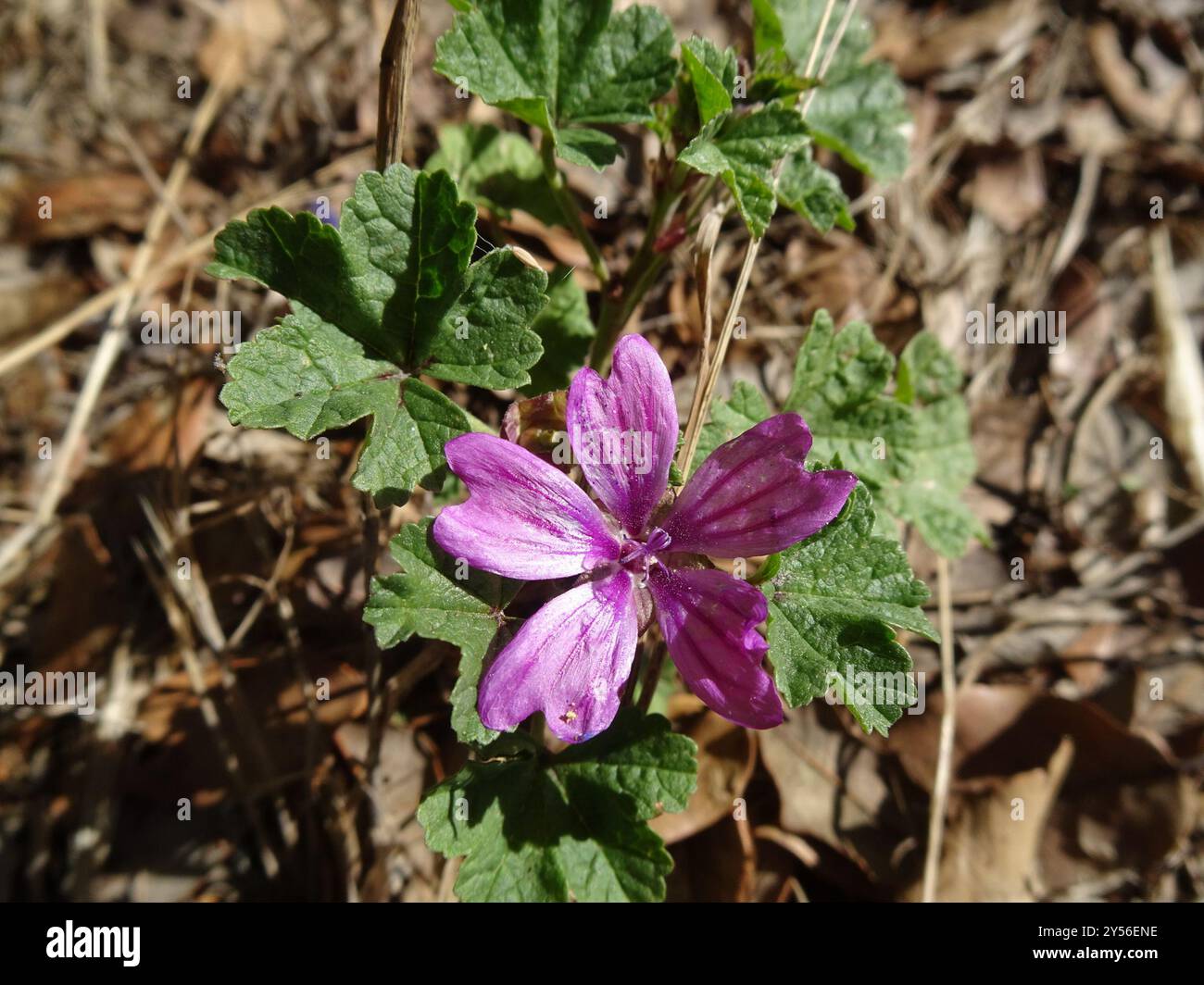 Common Mallow (Malva sylvestris) Plantae Stock Photo - Alamy