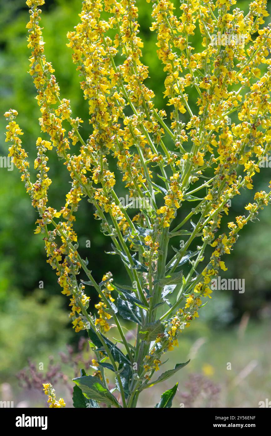Common mullein - pale yellow flowers of verbascum nigrum plant, used as ...