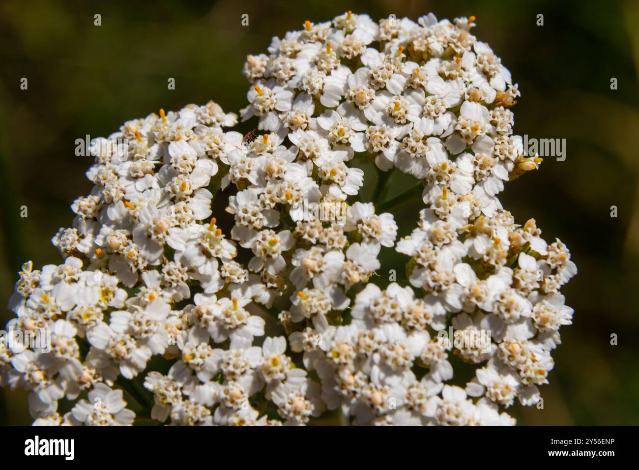 common yarrow achillea millefolium with fly Tachina fera Stock Photo ...