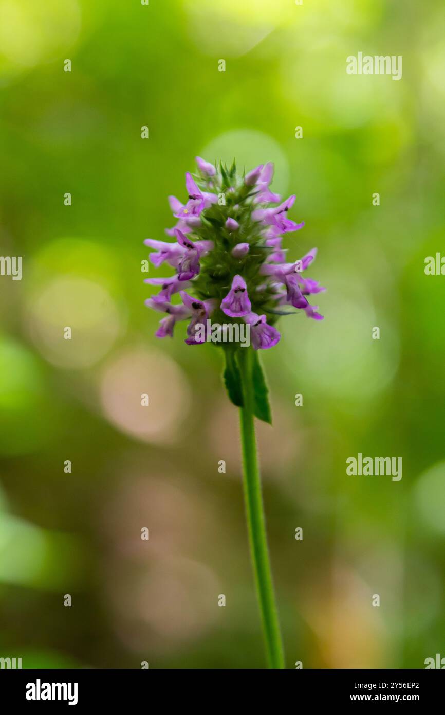 Betonica officinalis known common hi-res stock photography and images ...