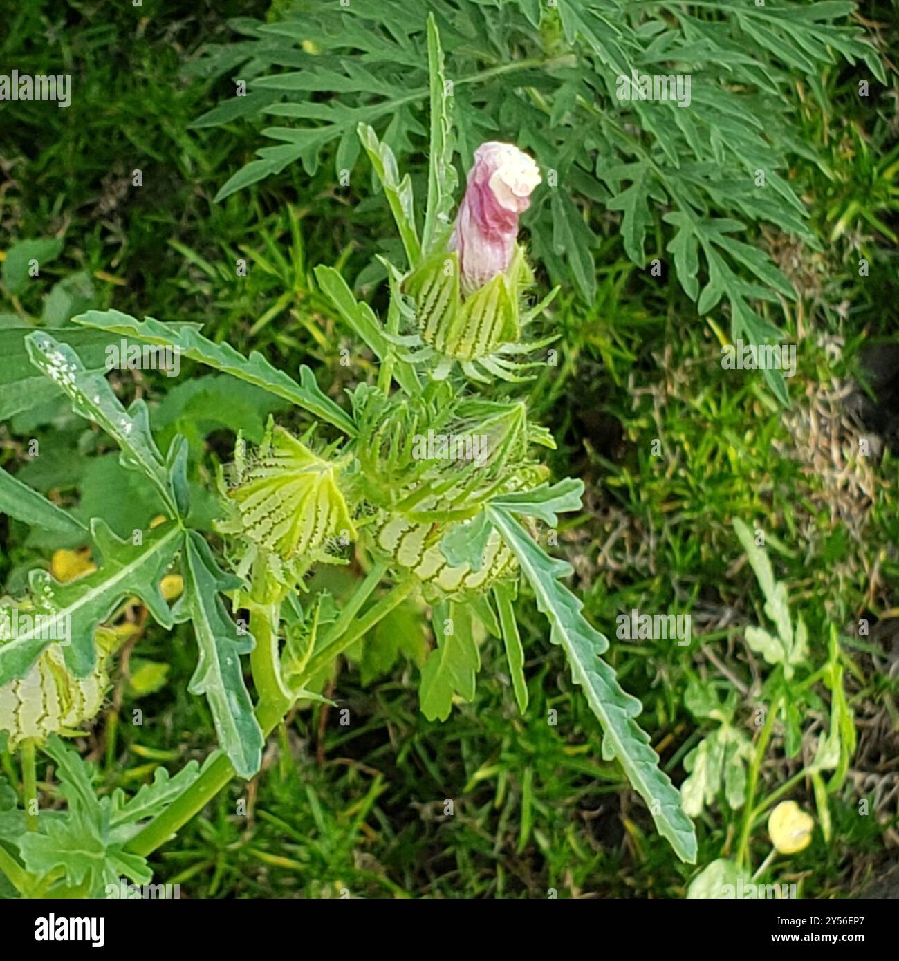 flower-of-an-hour (Hibiscus trionum) Plantae Stock Photo - Alamy