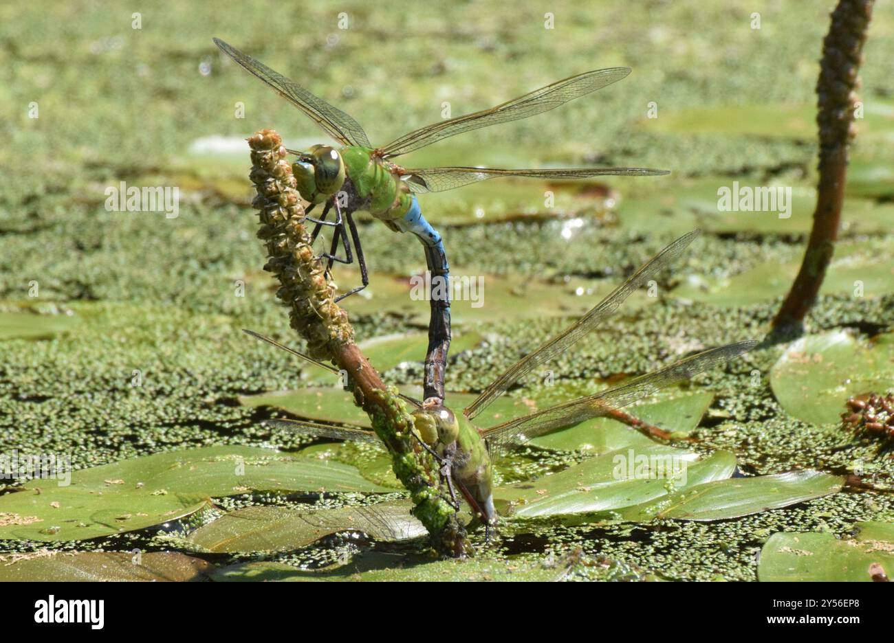 Common Green Darner (Anax junius) Insecta Stock Photo - Alamy