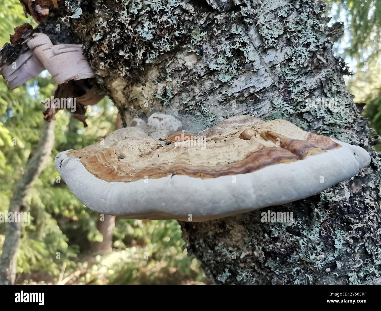 Hoof Fungus (Fomes fomentarius) Fungi Stock Photo - Alamy