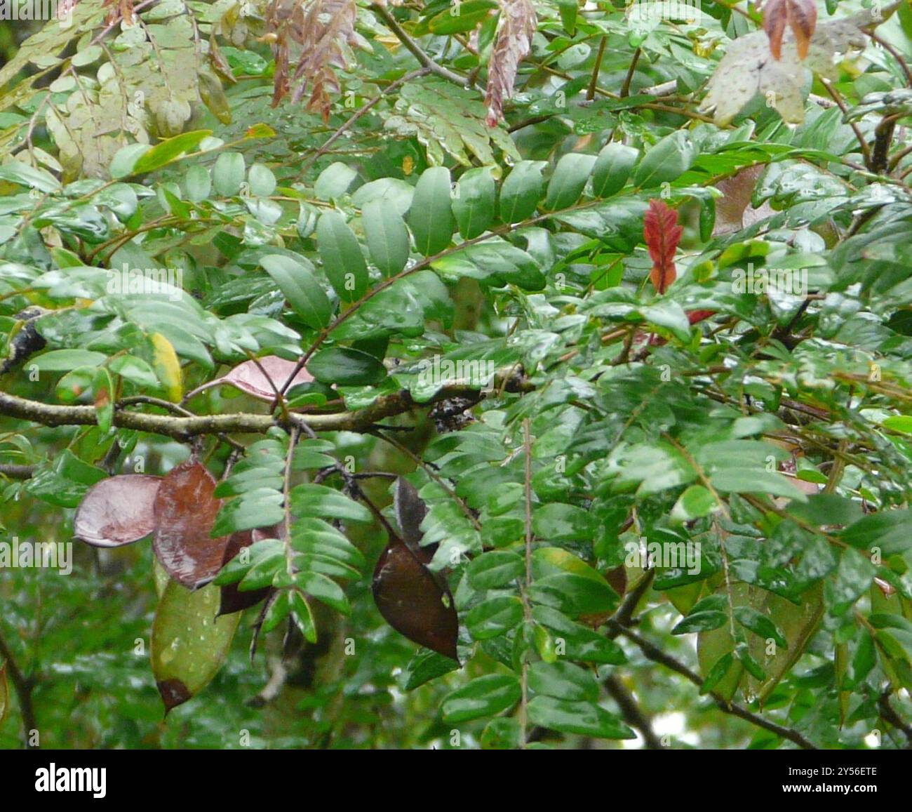 Water locust (Gleditsia aquatica) Plantae Stock Photo - Alamy