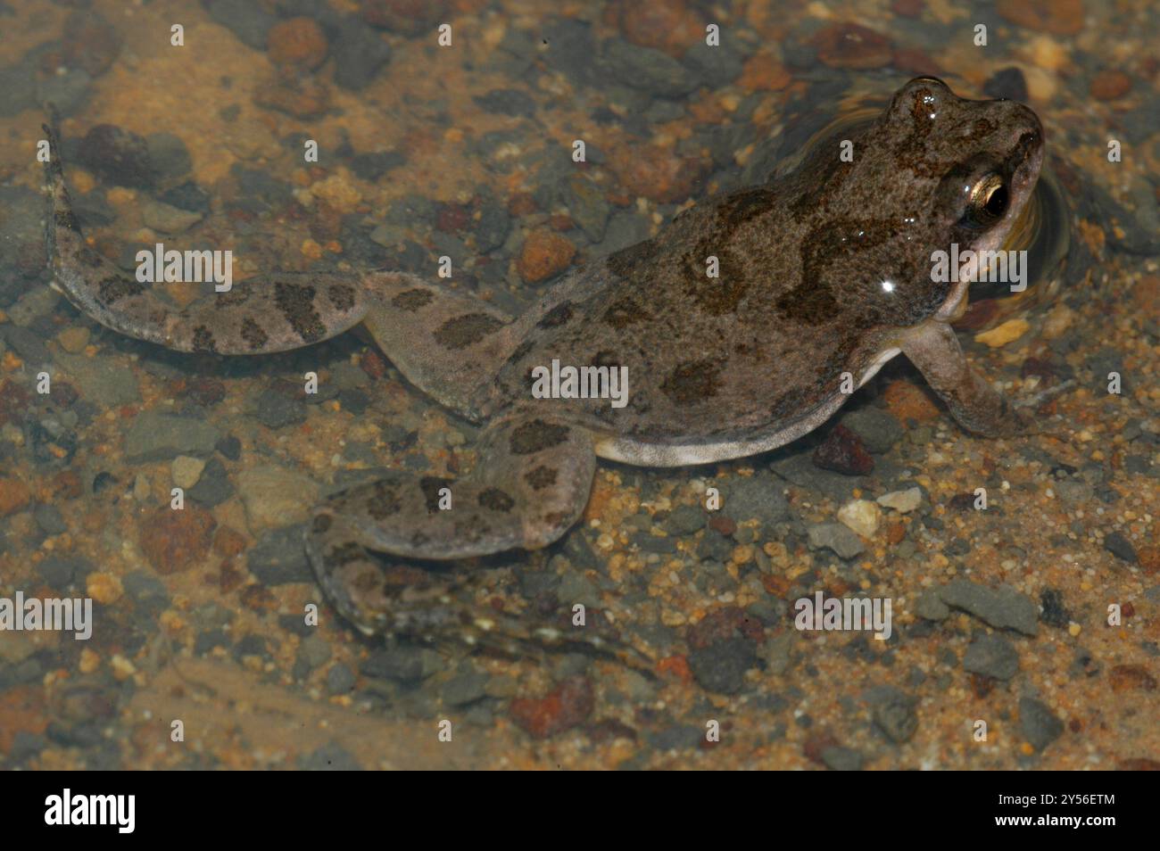 Boettger's dainty frog (Cacosternum boettgeri) Amphibia Stock Photo - Alamy
