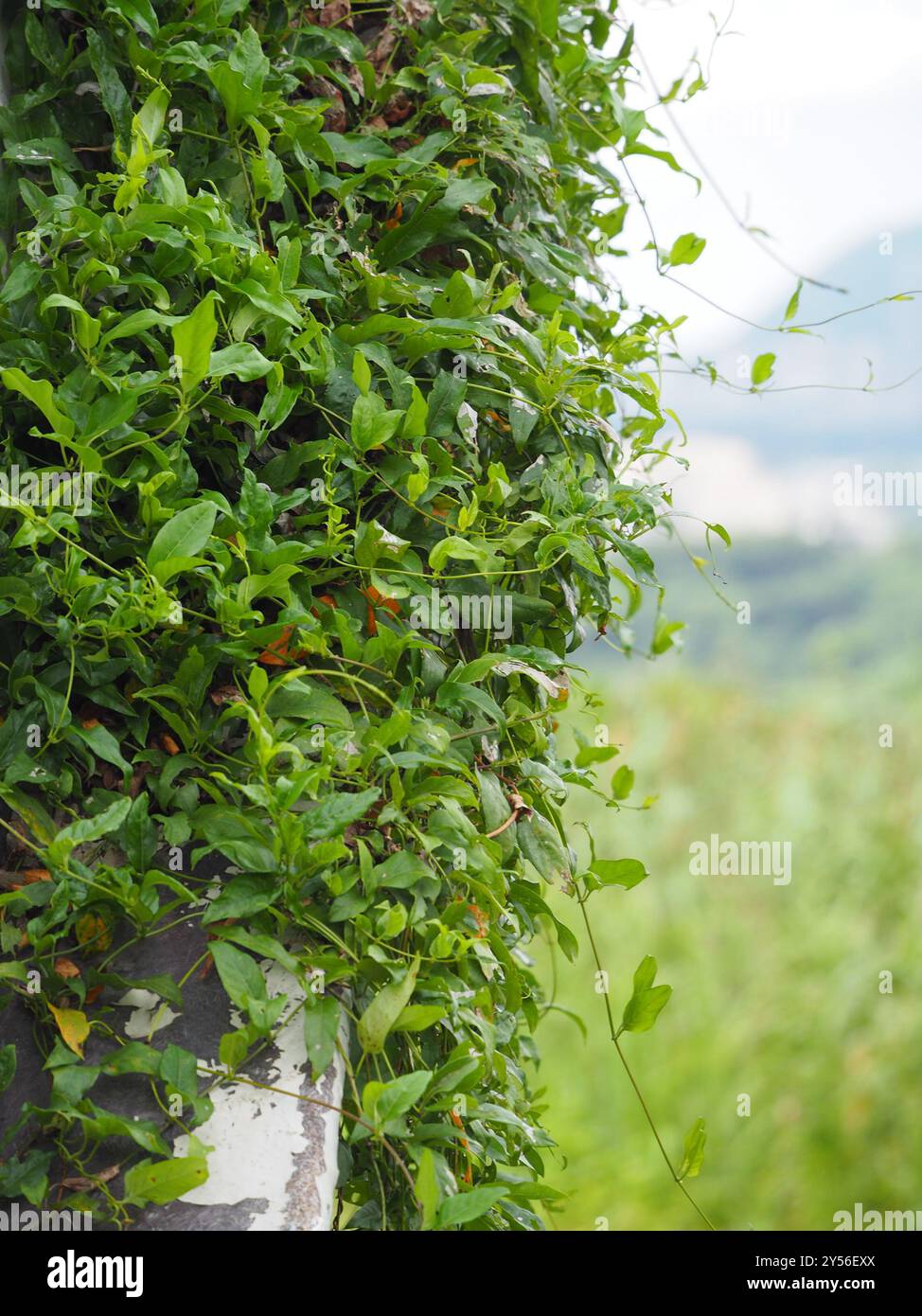 skunk vine (Paederia foetida) Plantae Stock Photo - Alamy