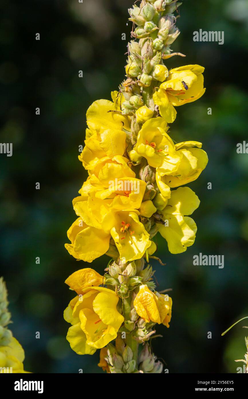 Common mullein - pale yellow flowers of verbascum nigrum plant, used as ...