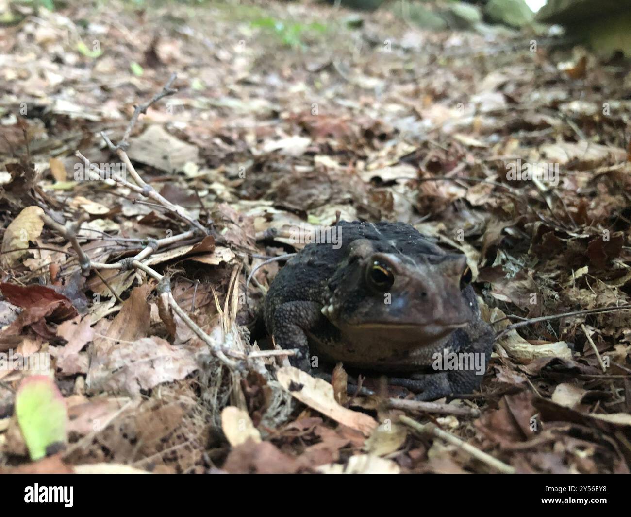 American Toad (Anaxyrus americanus) Amphibia Stock Photo - Alamy