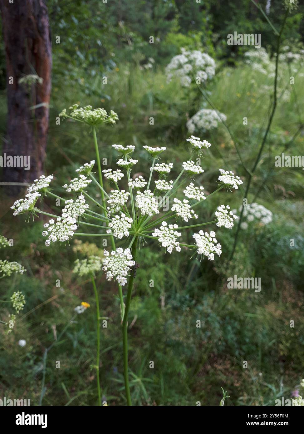Mountain Parsley (Peucedanum oreoselinum) Plantae Stock Photo - Alamy