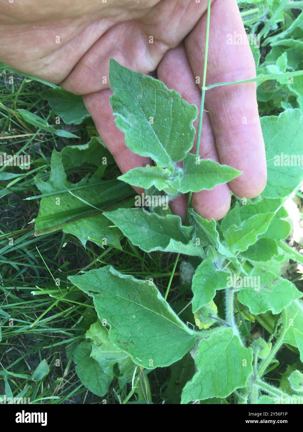 clammy groundcherry (Physalis heterophylla) Plantae Stock Photo - Alamy
