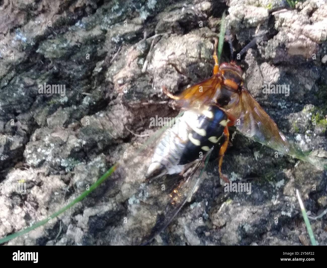 Eastern Cicada-killer Wasp (Sphecius speciosus) Insecta Stock Photo - Alamy