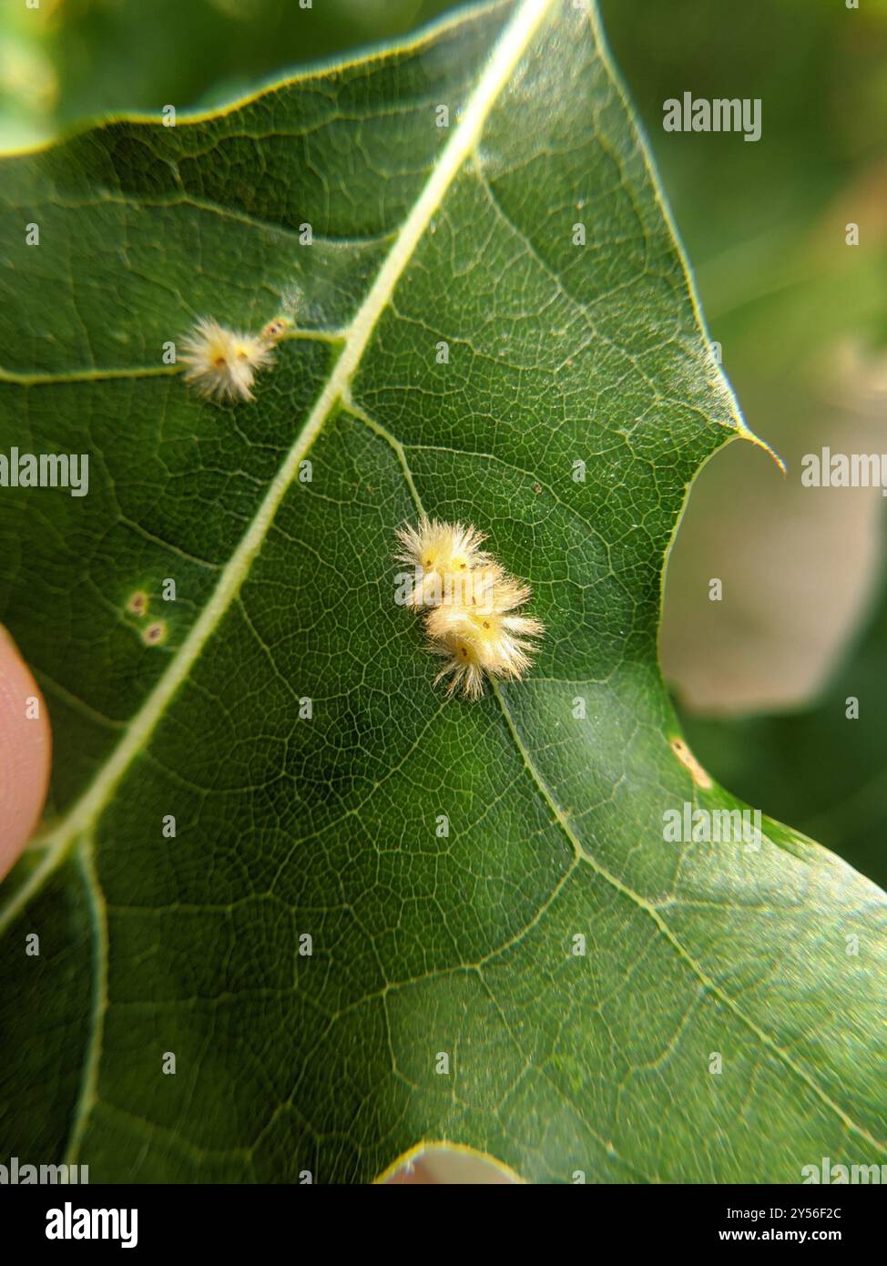 Furry Oak Leaf Gall Wasp (Callirhytis furva) Insecta Stock Photo - Alamy