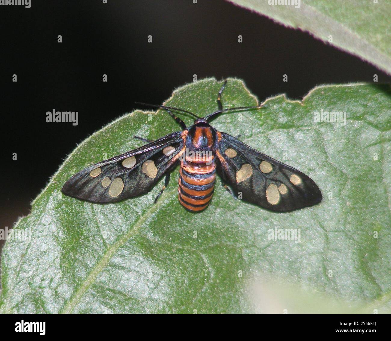 sandalwood defoliator (Amata passalis) Insecta Stock Photo - Alamy