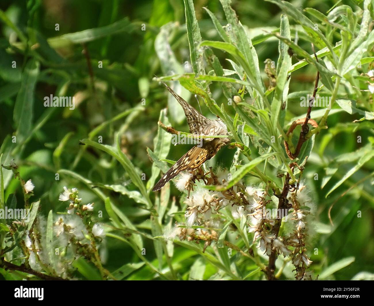 Hackberry Emperor (Asterocampa celtis) Insecta Stock Photo - Alamy