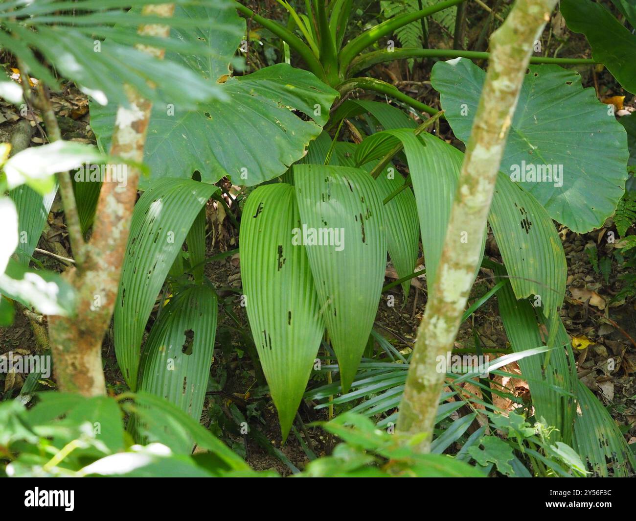 Molineria capitulata hi-res stock photography and images - Alamy