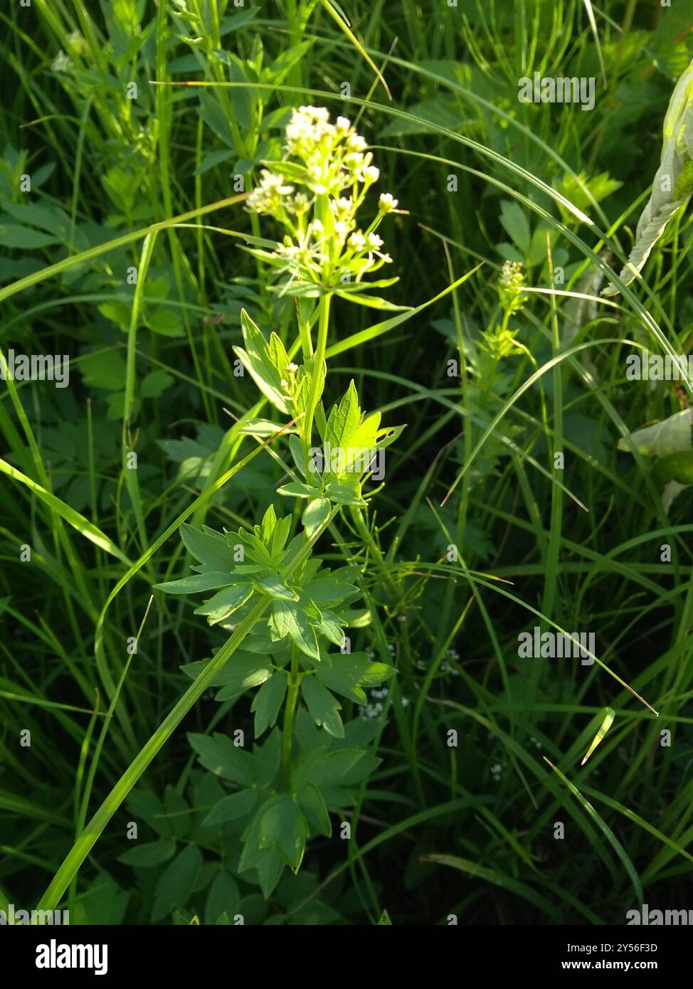 Common Meadow-rue (Thalictrum flavum) Plantae Stock Photo - Alamy