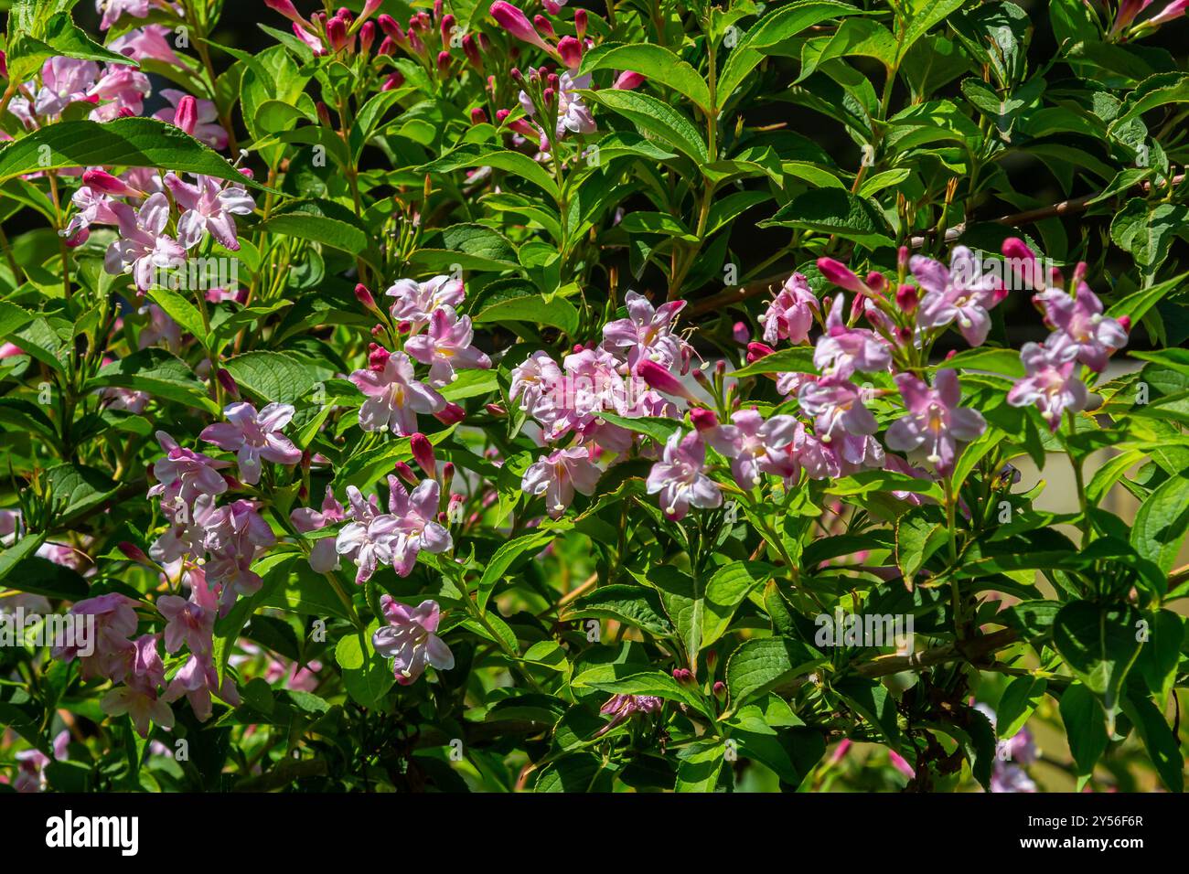 Weigela Bristol Ruby red flowers - Latin name - Weigela florida Bristol ...
