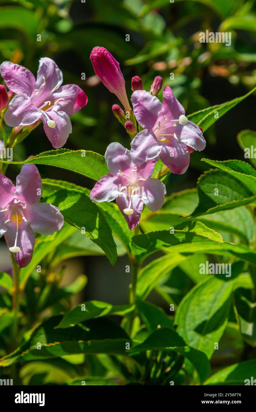 Weigela Bristol Ruby red flowers - Latin name - Weigela florida Bristol ...