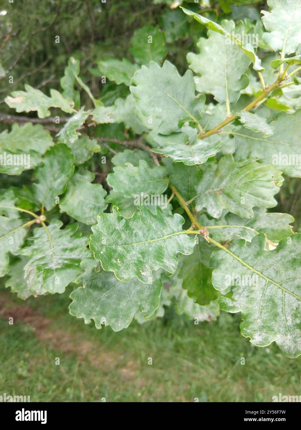 sessile oak (Quercus petraea) Plantae Stock Photo - Alamy