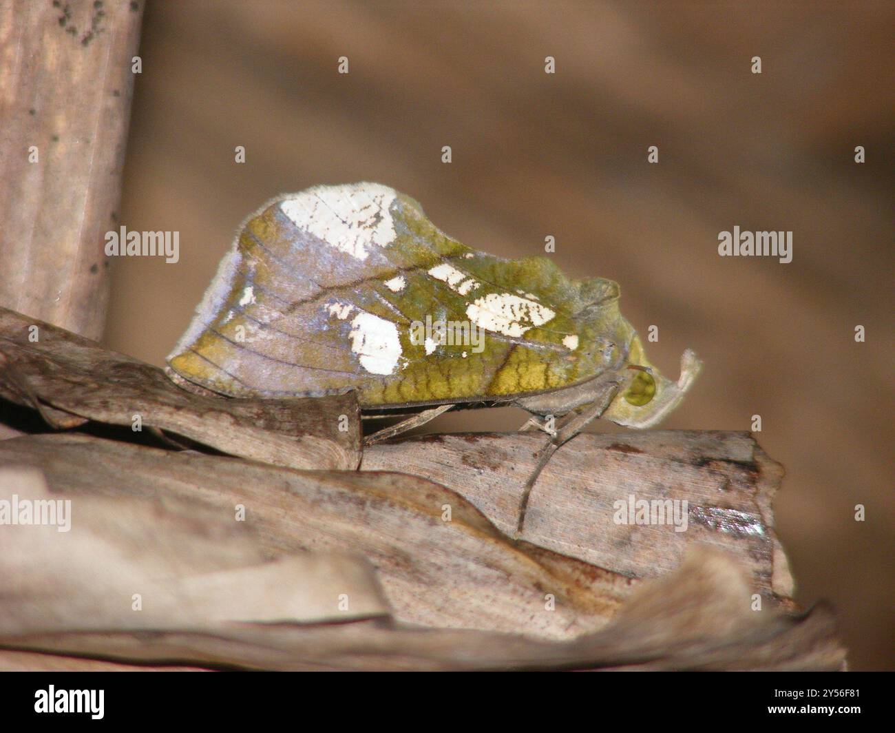 Fruit piercer hi-res stock photography and images - Alamy