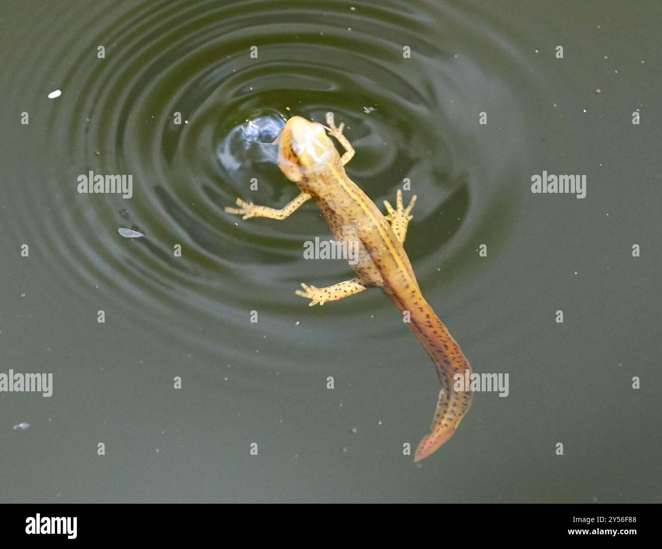 Eastern Newt (Notophthalmus viridescens) Amphibia Stock Photo - Alamy