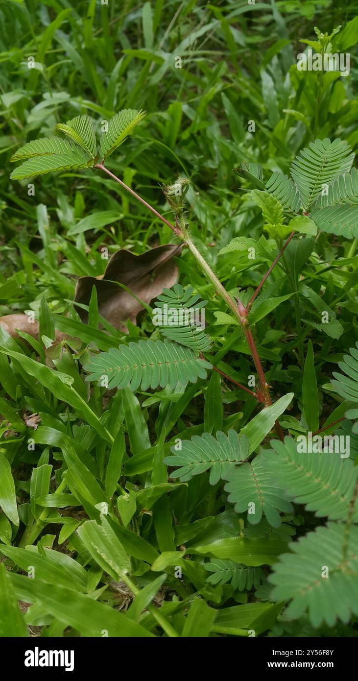 Sensitive Plant (Mimosa pudica) Plantae Stock Photo - Alamy