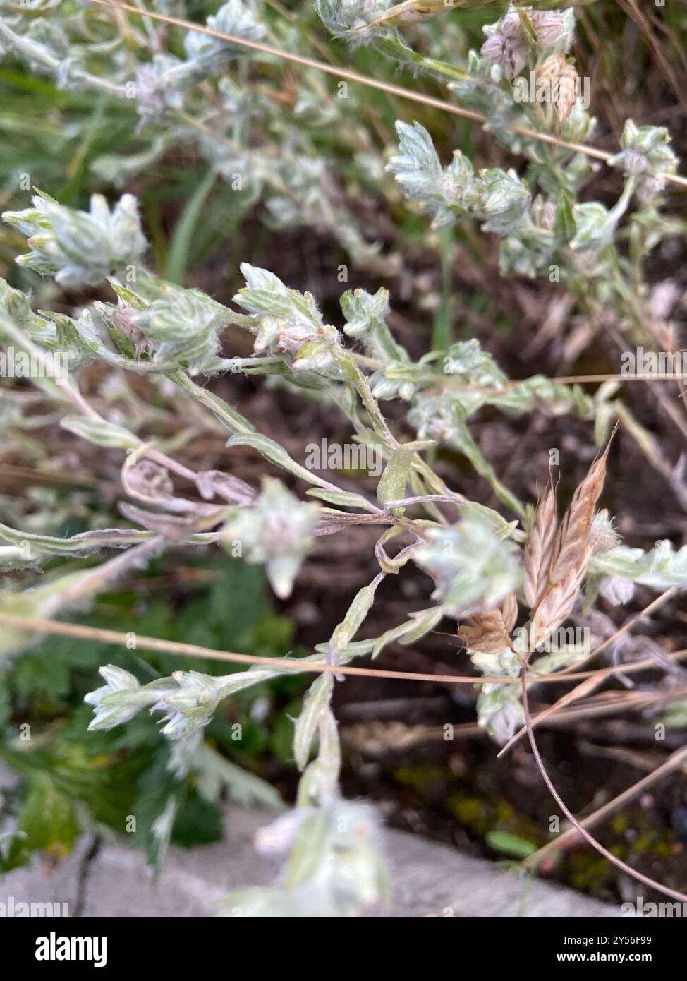 field fluffweed (Filago arvensis) Plantae Stock Photo - Alamy