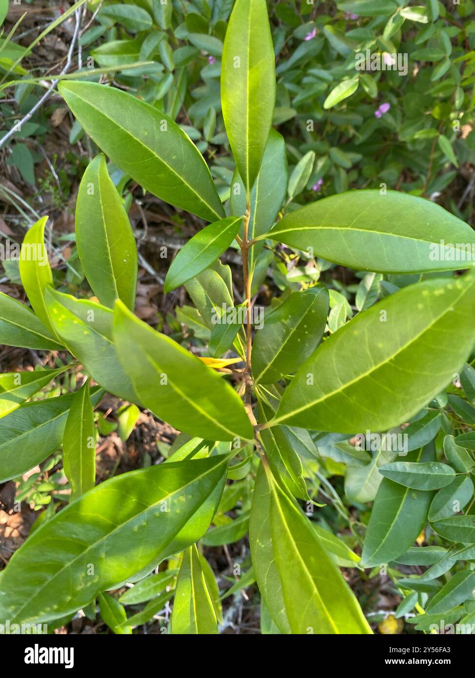 Cartrema americana hi-res stock photography and images - Alamy