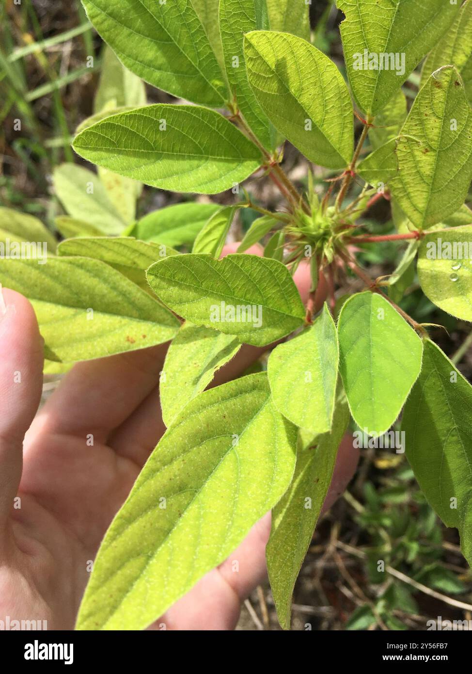Florida beggarweed (Desmodium tortuosum) Plantae Stock Photo - Alamy