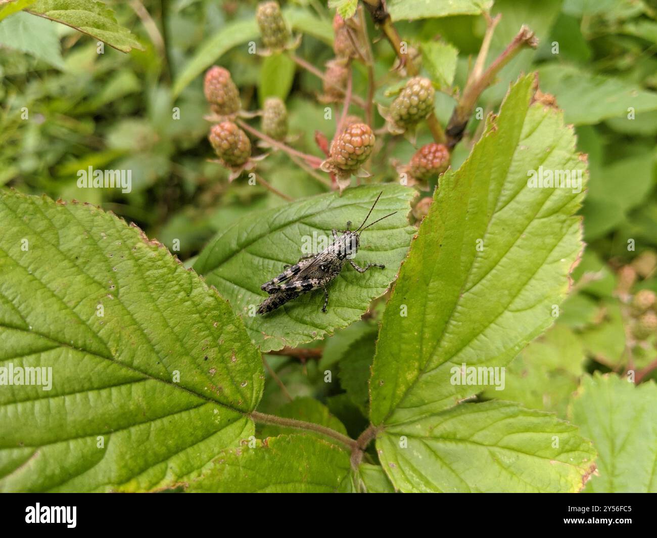 Pine tree Spur-throat Grasshopper (Melanoplus punctulatus) Insecta ...