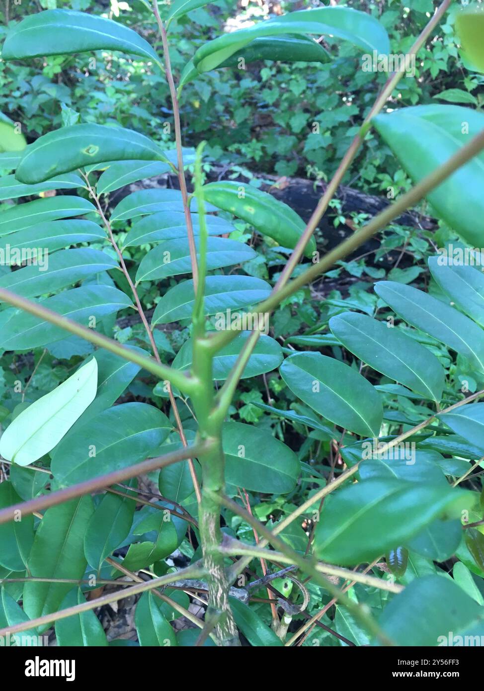 Paradise Tree (Simarouba glauca) Plantae Stock Photo - Alamy