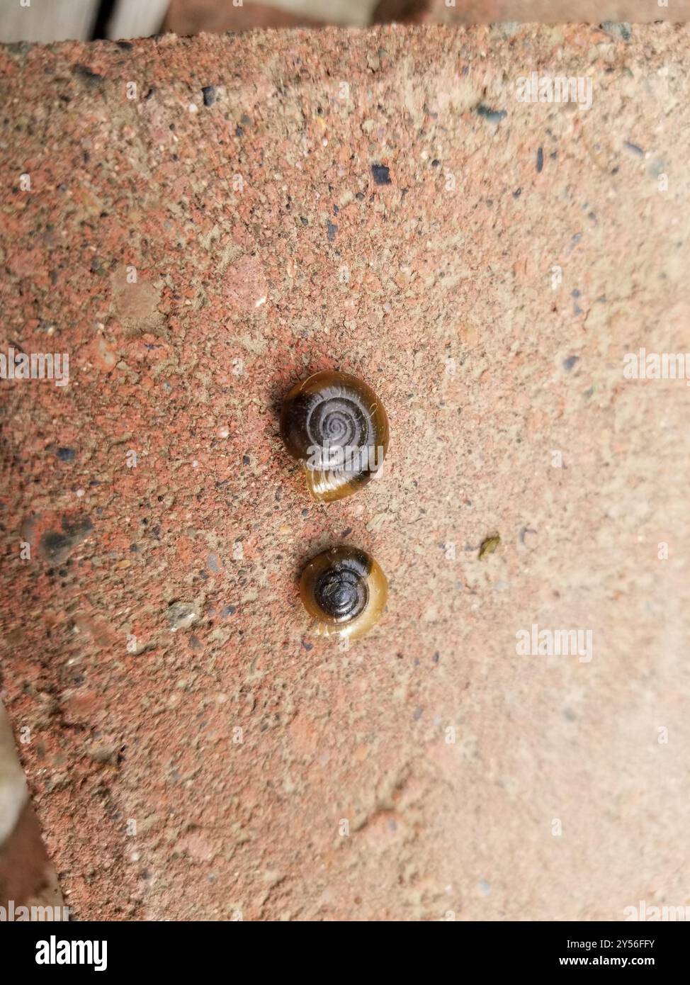 Typical Glass Snails (Oxychilus) Mollusca Stock Photo - Alamy