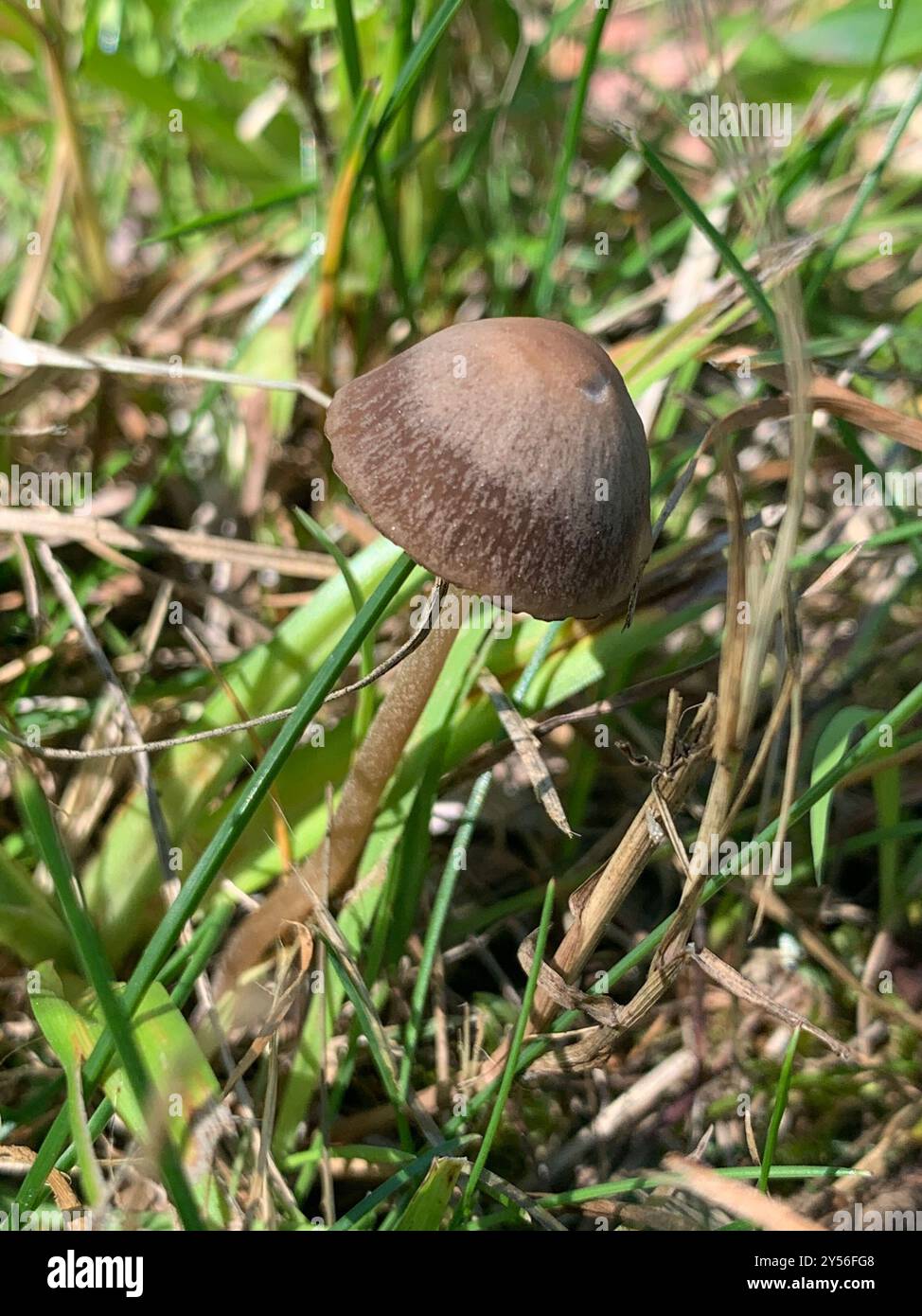 Mower's Mushroom (Panaeolus foenisecii) Fungi Stock Photo - Alamy
