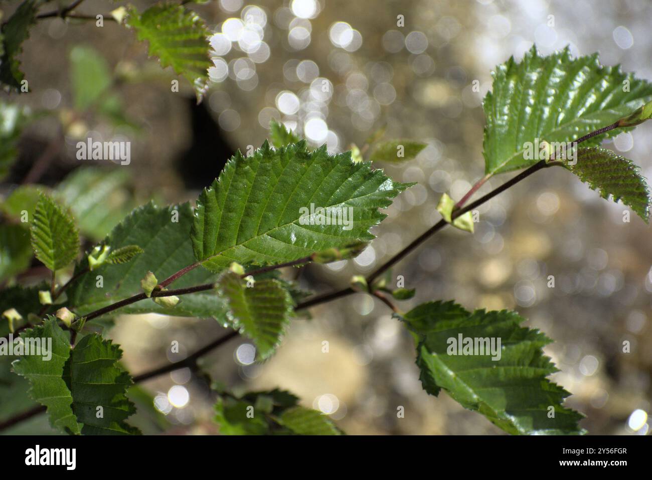 Sitka Alder (Alnus alnobetula sinuata) Plantae Stock Photo - Alamy
