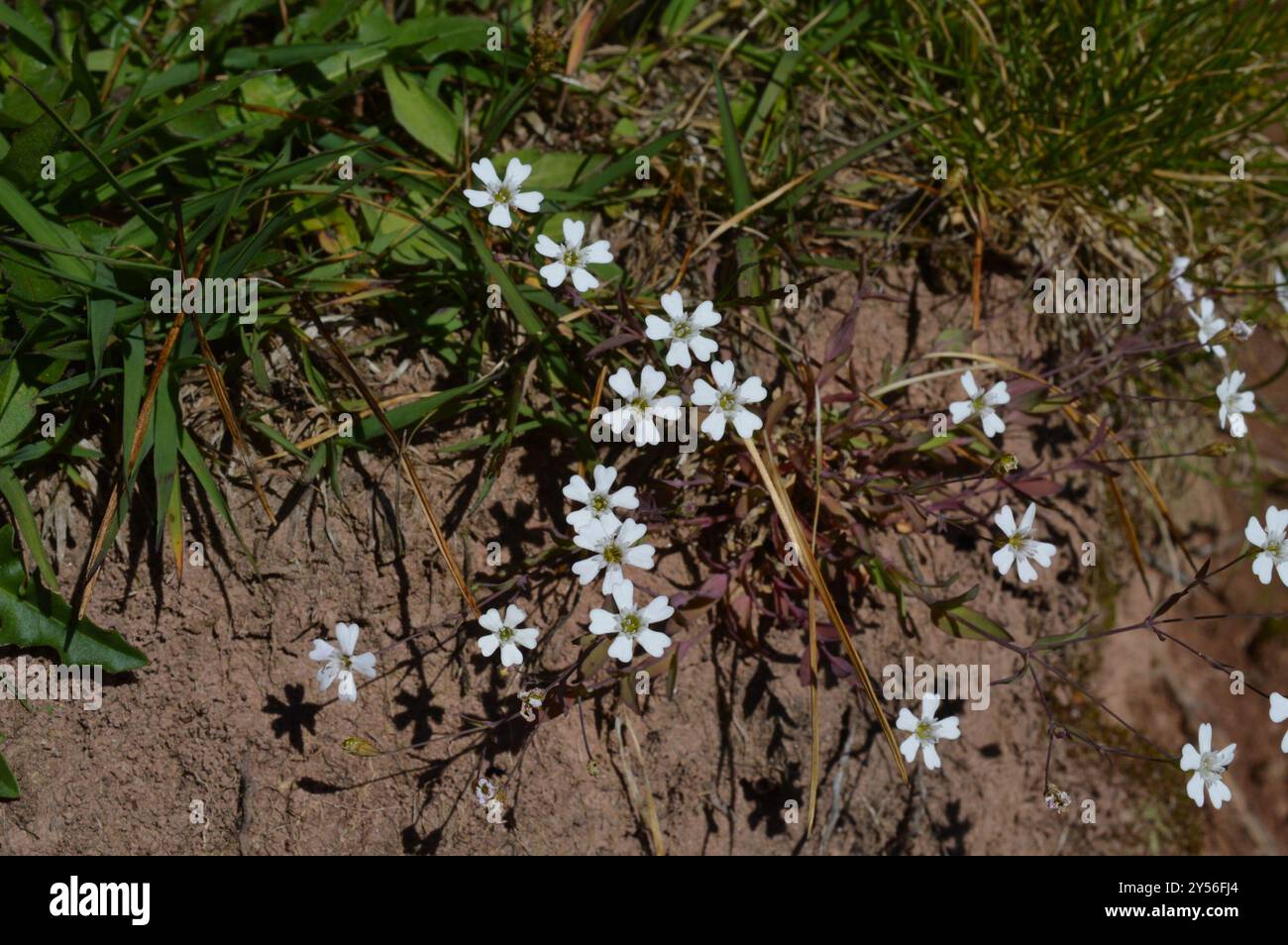 pink family (Caryophyllaceae) Plantae Stock Photo - Alamy