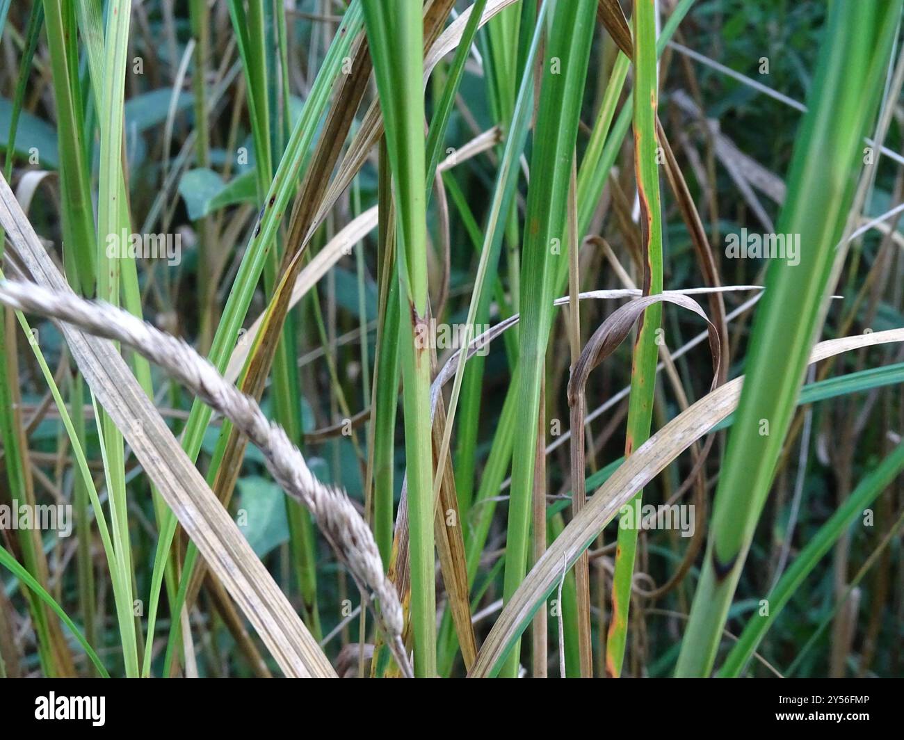 Hairy-fruit Sedge (Carex trichocarpa) Plantae Stock Photo - Alamy