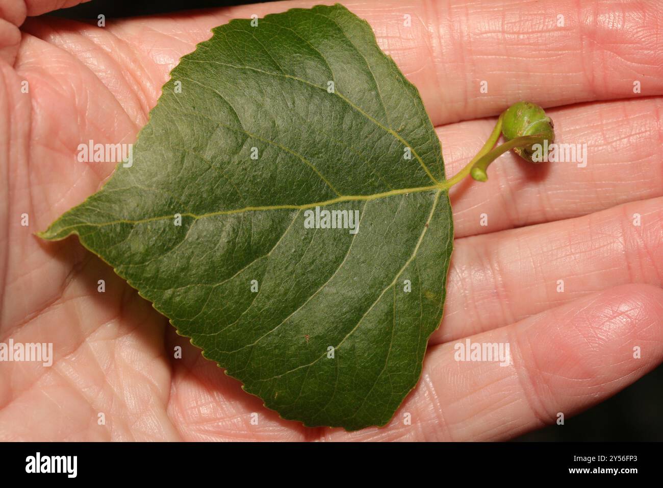 Poplar Spiral Gall Aphid (Pemphigus spyrothecae) Insecta Stock Photo ...